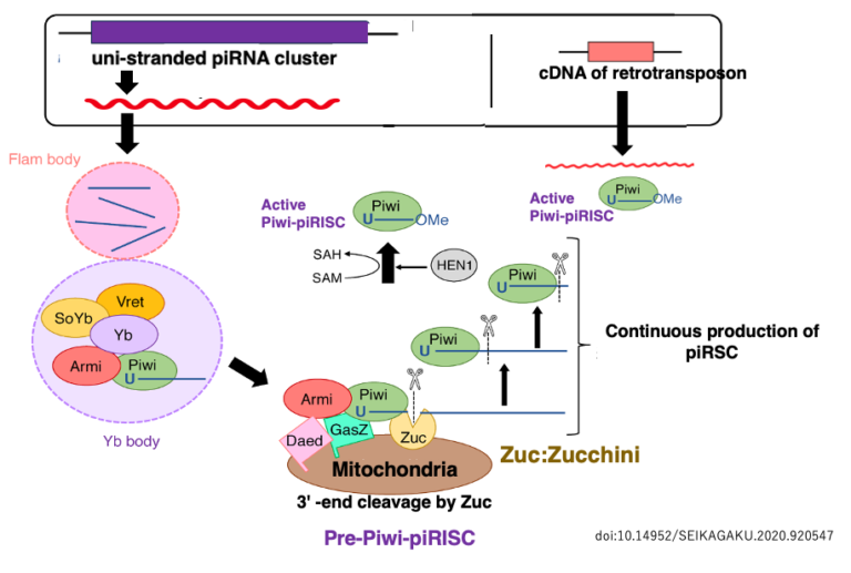 RNA interference : siRNA, miRNA及びpiRNAによる転写後発現抑制の機構