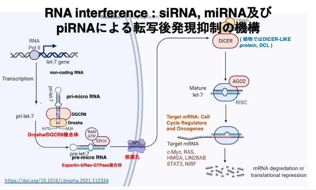 RNA interference : siRNA, miRNA及びpiRNAによる転写後発現抑制の機構