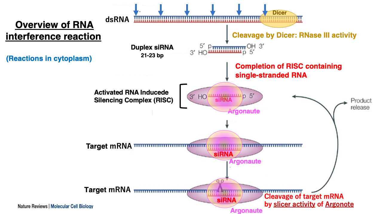 RNA interference : siRNA, miRNA及びpiRNAによる転写後発現抑制の機構